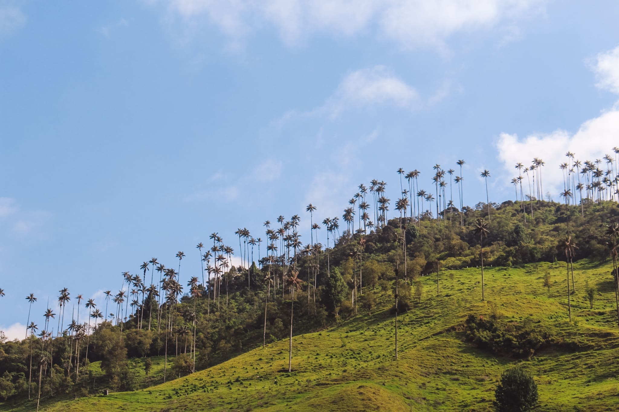 Valle del Cocora: unique palm tree hike in Colombia (with map) - The ...