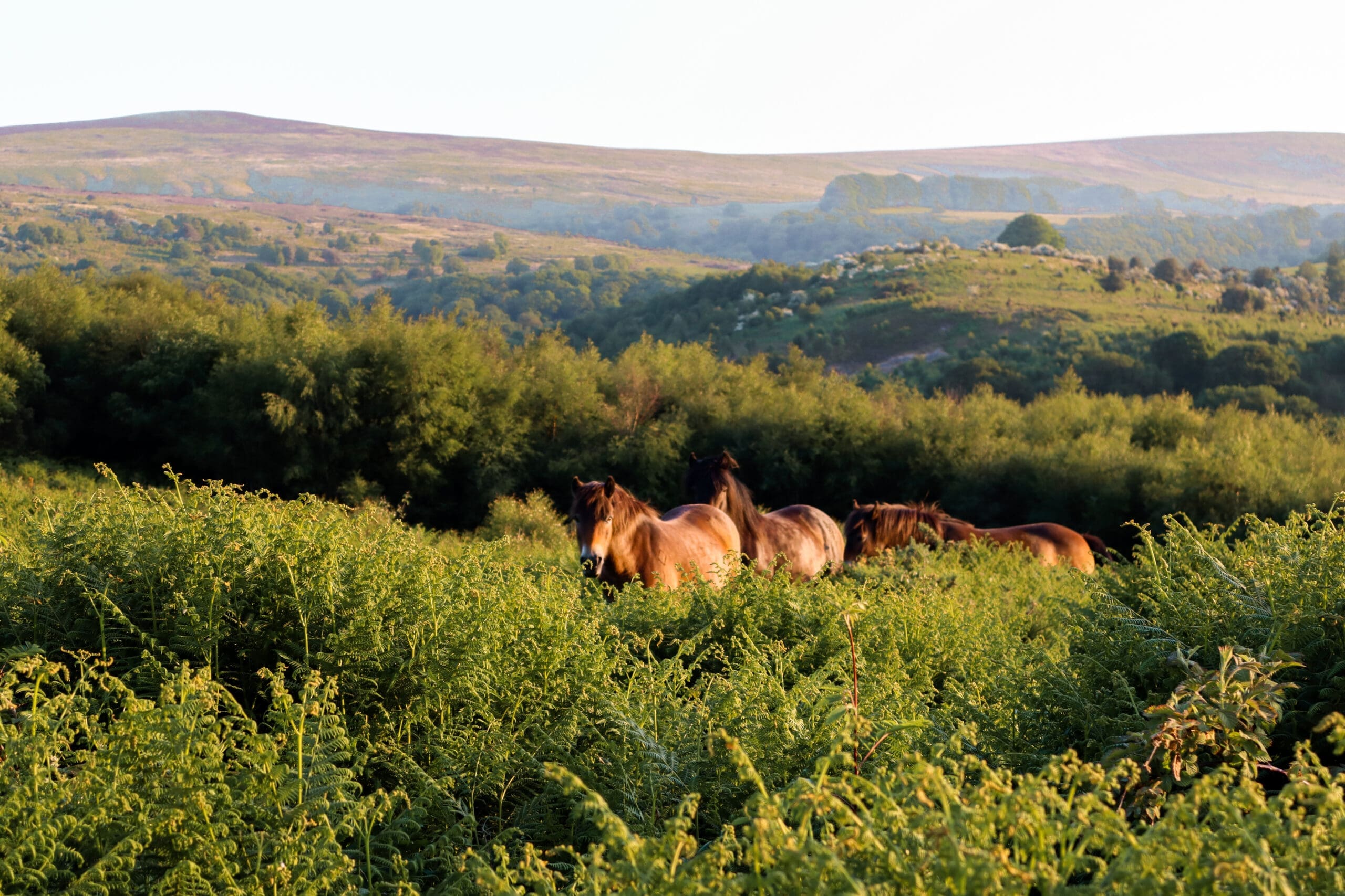 De 15 beste bezienswaardigheden van Devon in Zuid-Engeland - The Orange ...